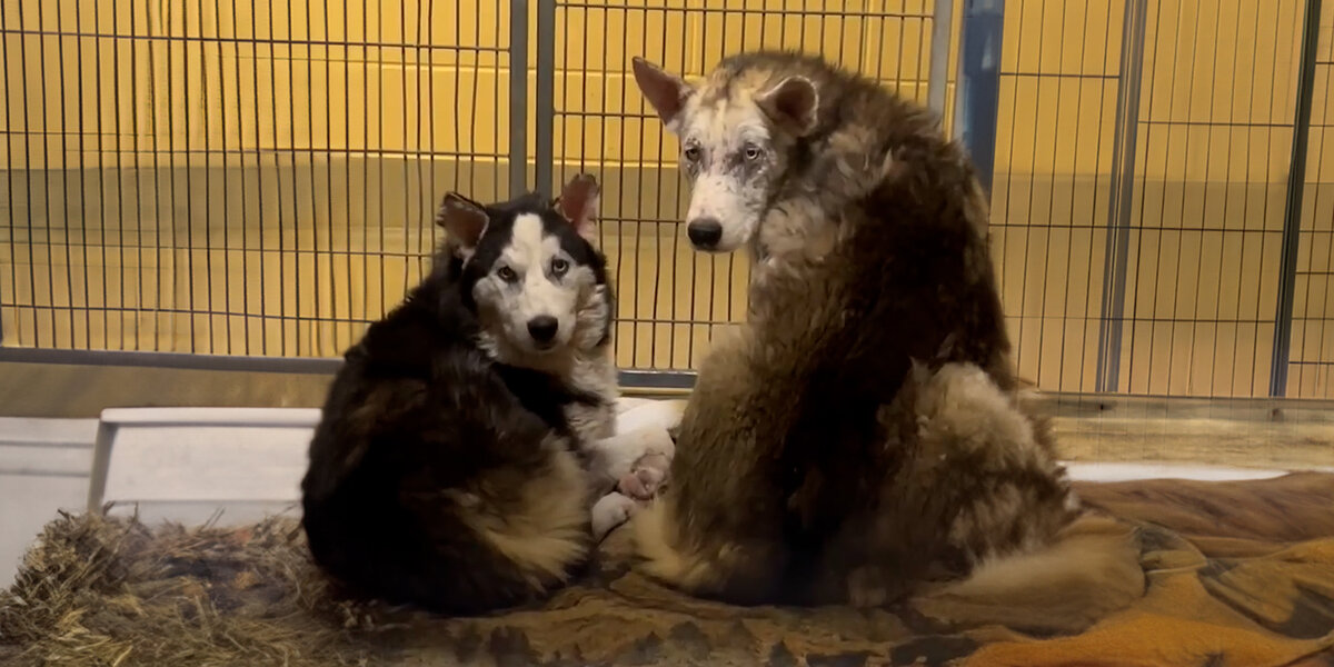 Three Feral Husky Siblings Were Found Huddled Together - Videos - The Dodo