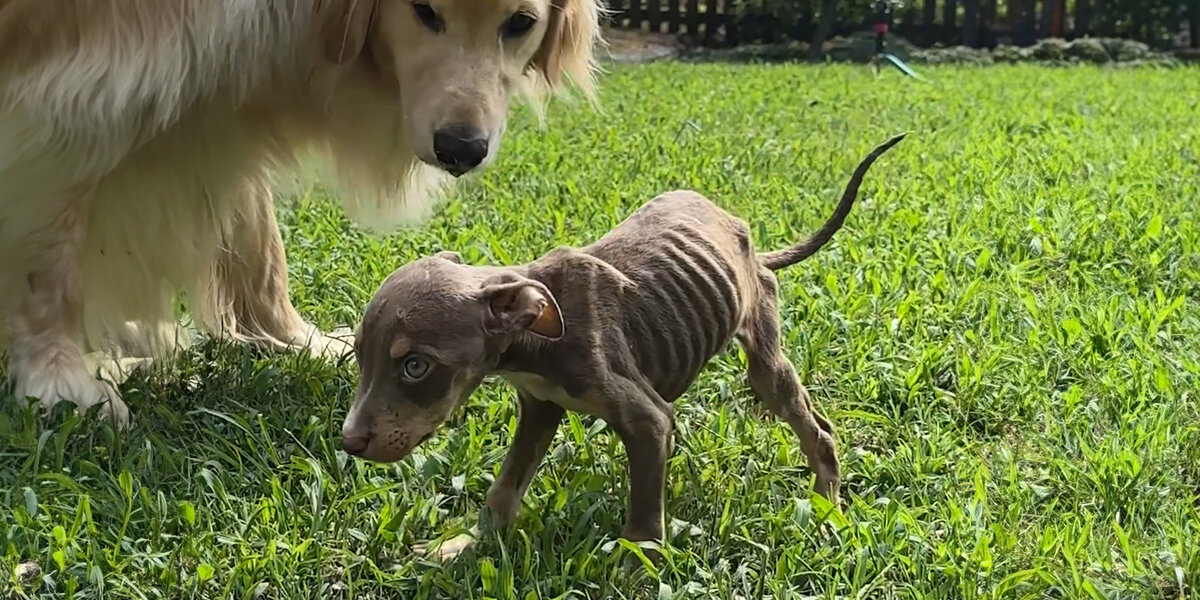 Skinny Foster Puppy Can't Stop Cuddling Up To Golden Retriever - Videos ...