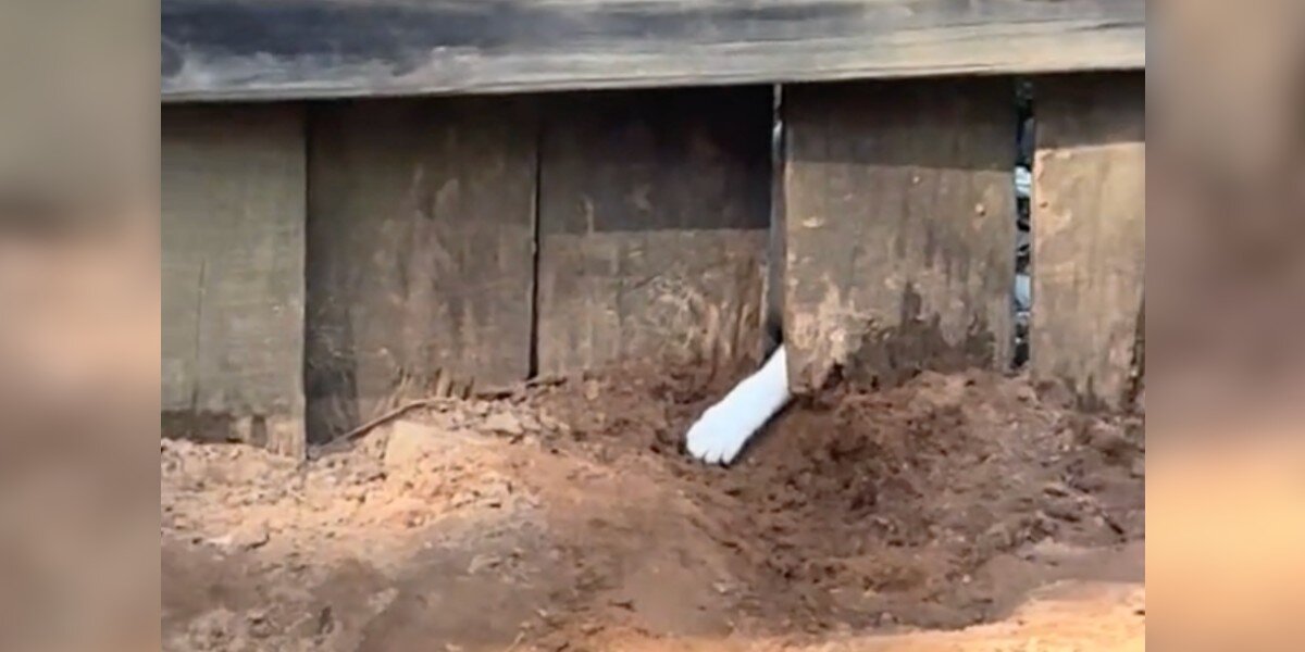Little White Paw Reaches Through Fence Every Day To 'Wave' At Neighbor ...