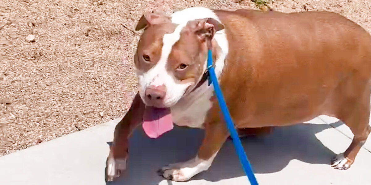 120 Pound Pitbull Undergoes Incredible Transformation - Videos - The Dodo
