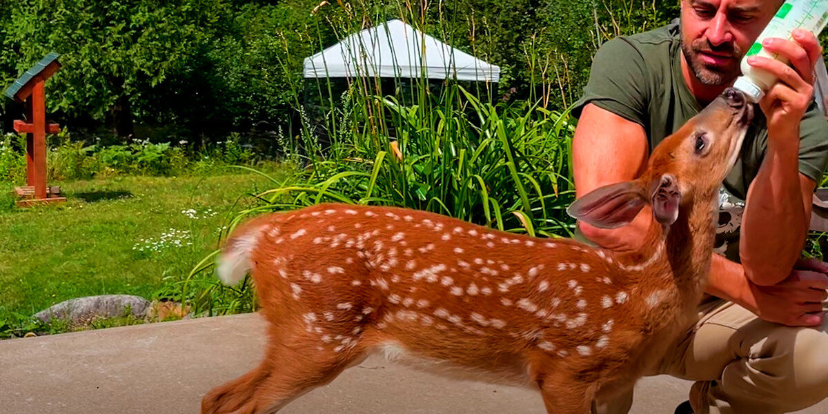 Orphaned Fawn Adopts This Guy As Her Dad - Videos - The Dodo