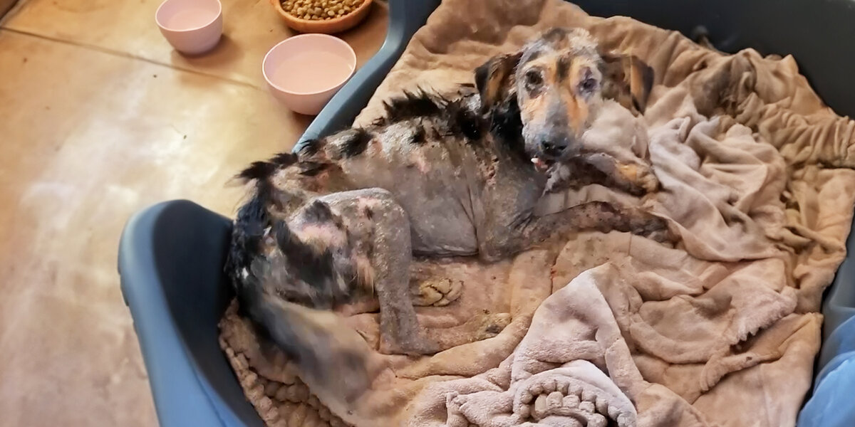 Stone-like Dog Is Too Weak To Stand But Won't Stop Wagging Her Tail ...