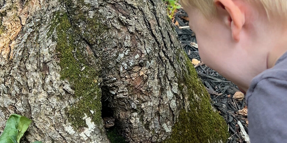 Family Creates Magical Cottage For Toad - Videos - The Dodo