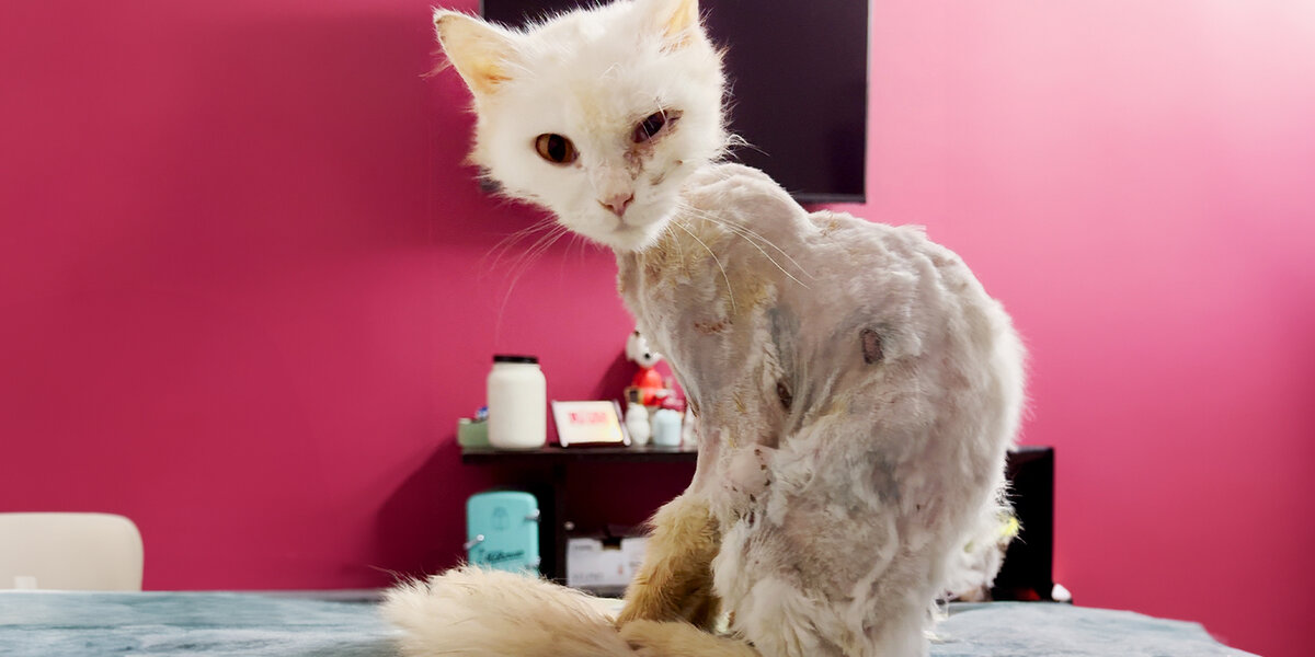 Cat Turns Into Skeleton After Being Abandoned On Street - Videos - The Dodo