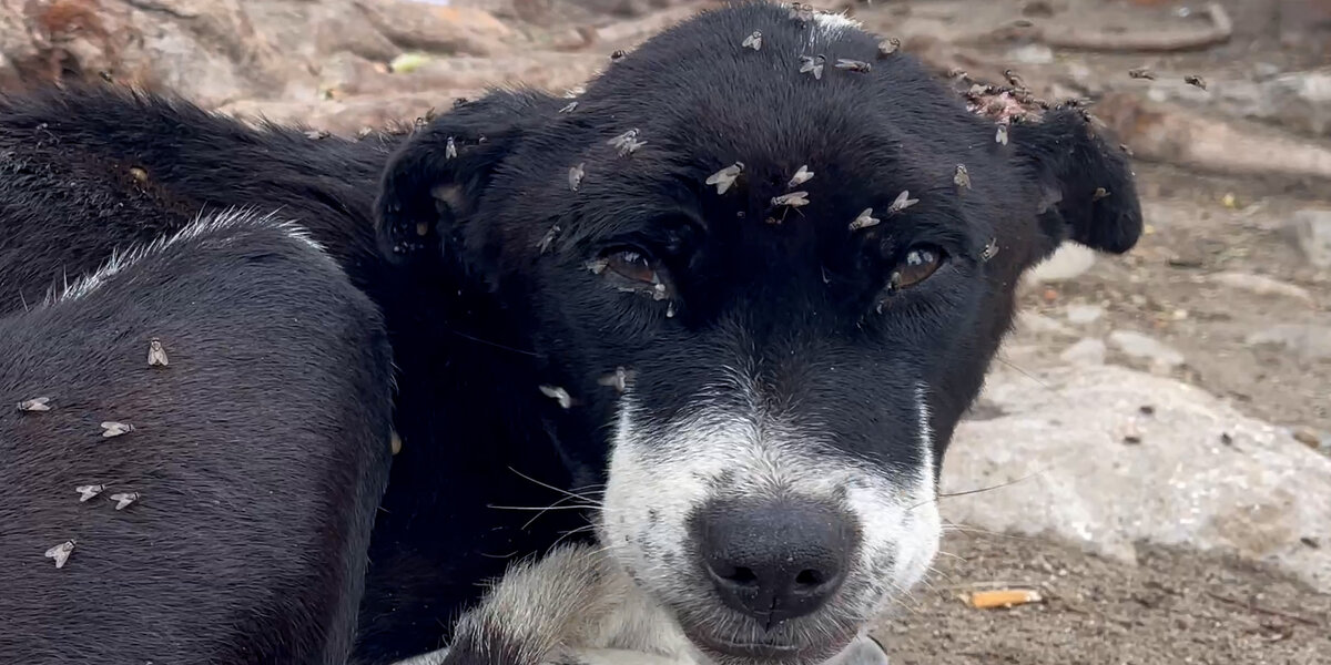 No One Wanted This Puppy Covered In Flies - Videos - The Dodo