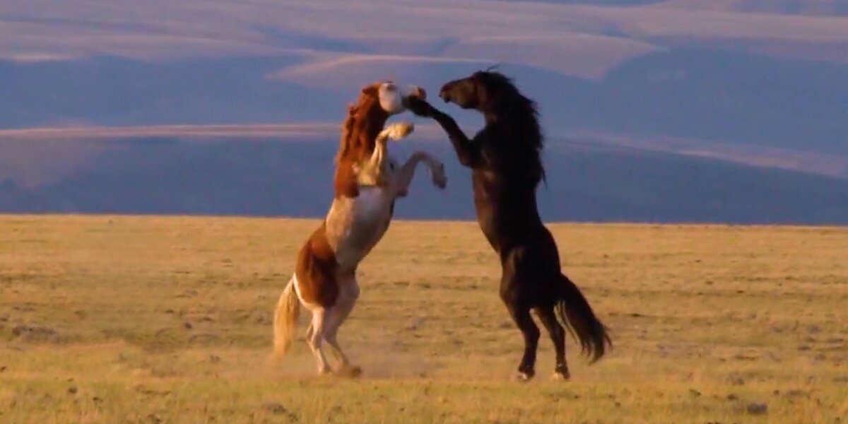 5 Horse Rescues That Will Make You Believe In Miracles - Videos - The Dodo