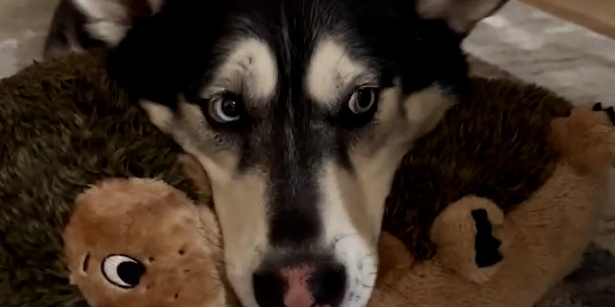 Dog Survived In The Wild For Years - Videos - The Dodo