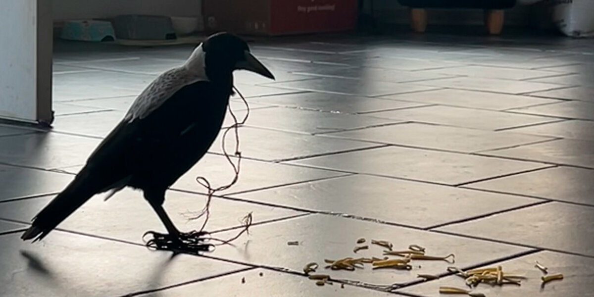 Magpie Asks Couple For Help - Videos - The Dodo