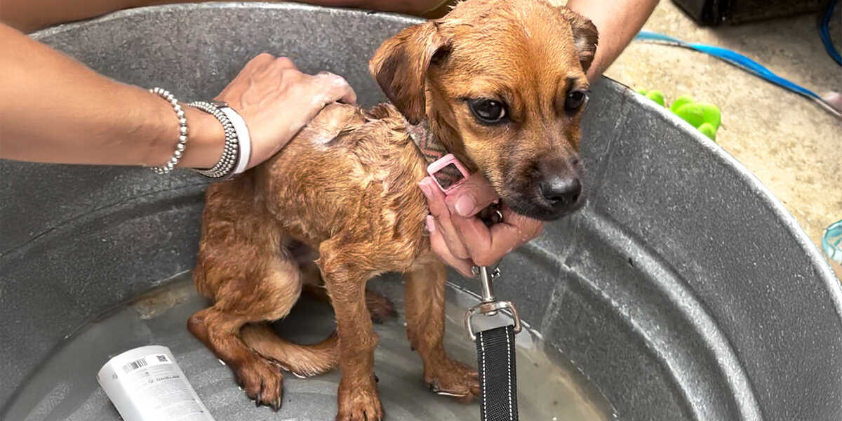 Puppy Living On A 2-Foot Chain Is An Adventure Dog Now - Videos - The Dodo