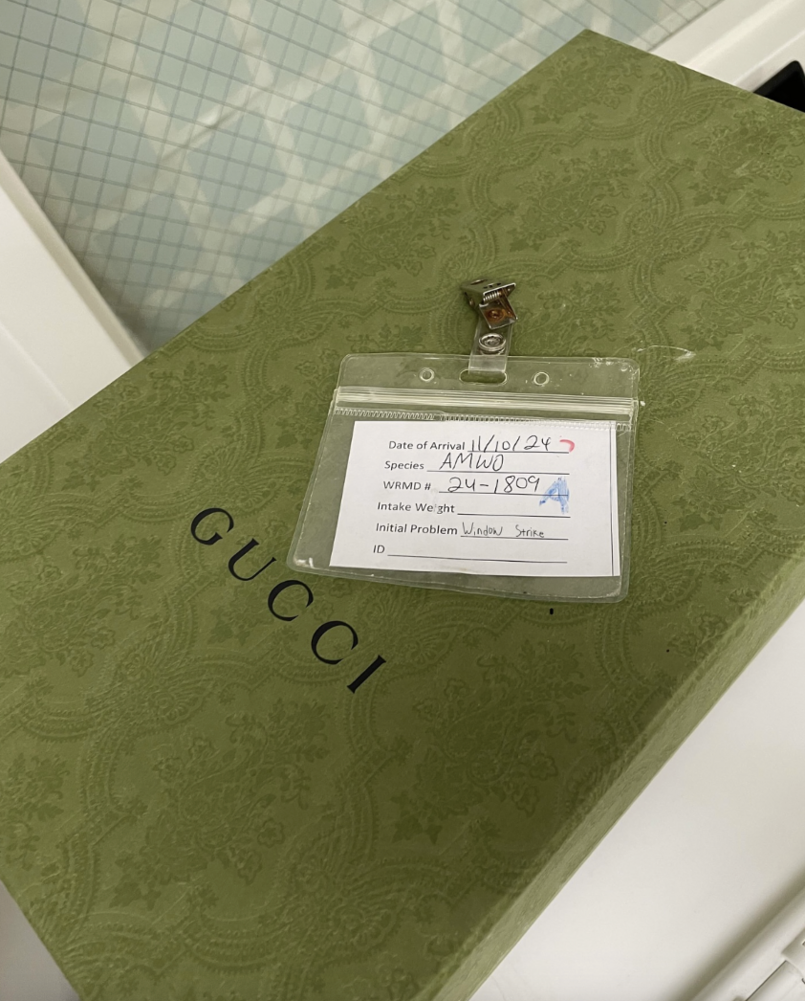 Rescuers Open A Gucci Shoe Box And Find A Little Animal In Need - The Dodo