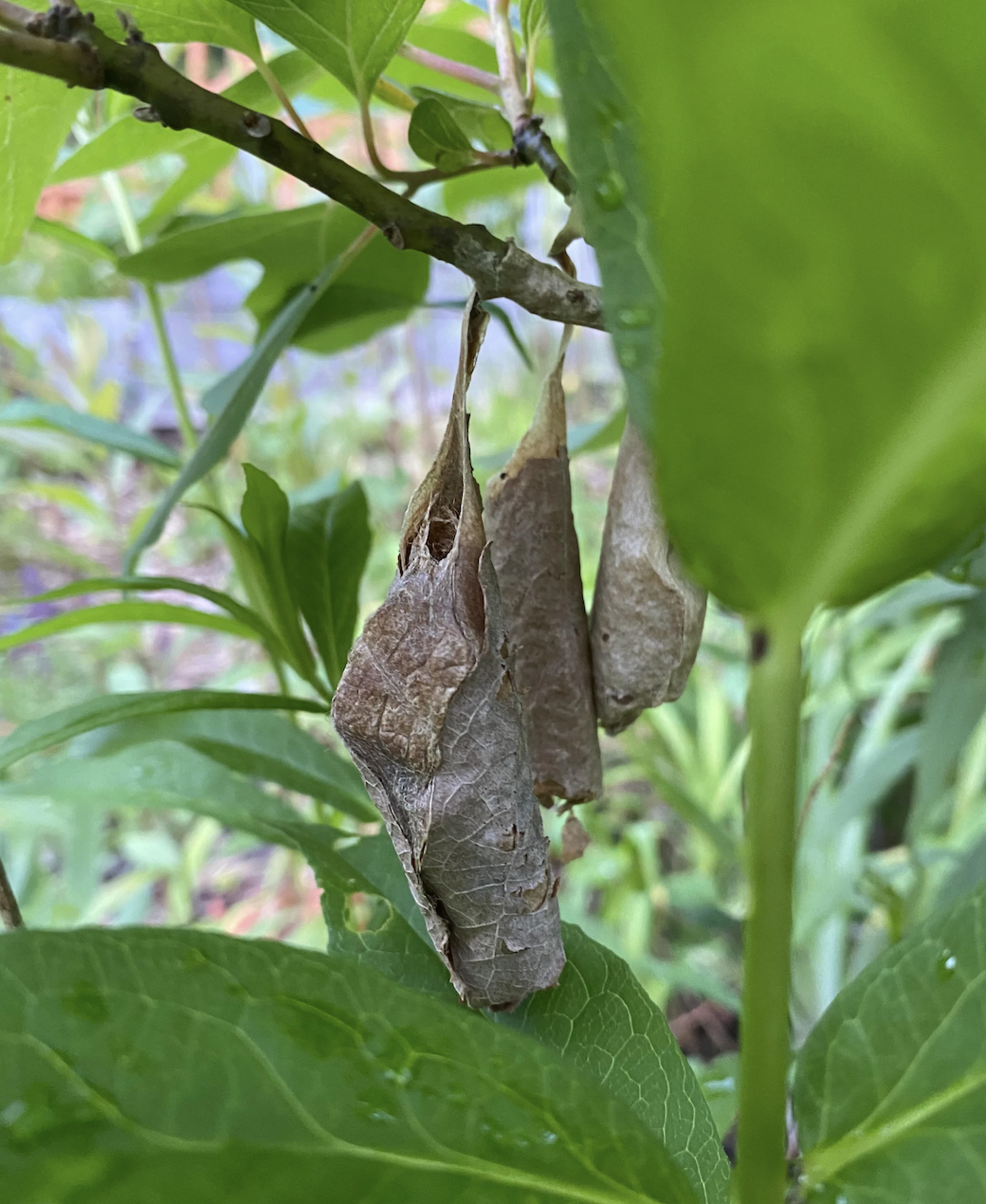 Woman Does A Double Take After Spotting Clump Of Dead Leaves On Her ...