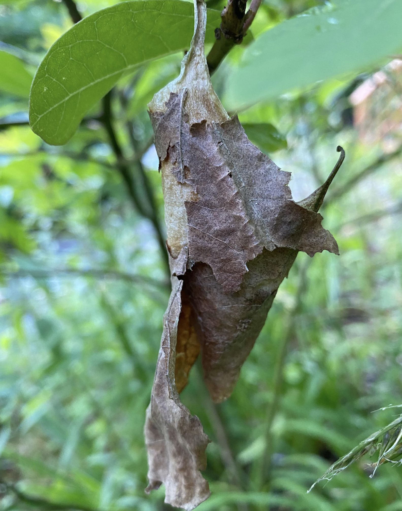 Woman Does A Double Take After Spotting Clump Of Dead Leaves On Her ...