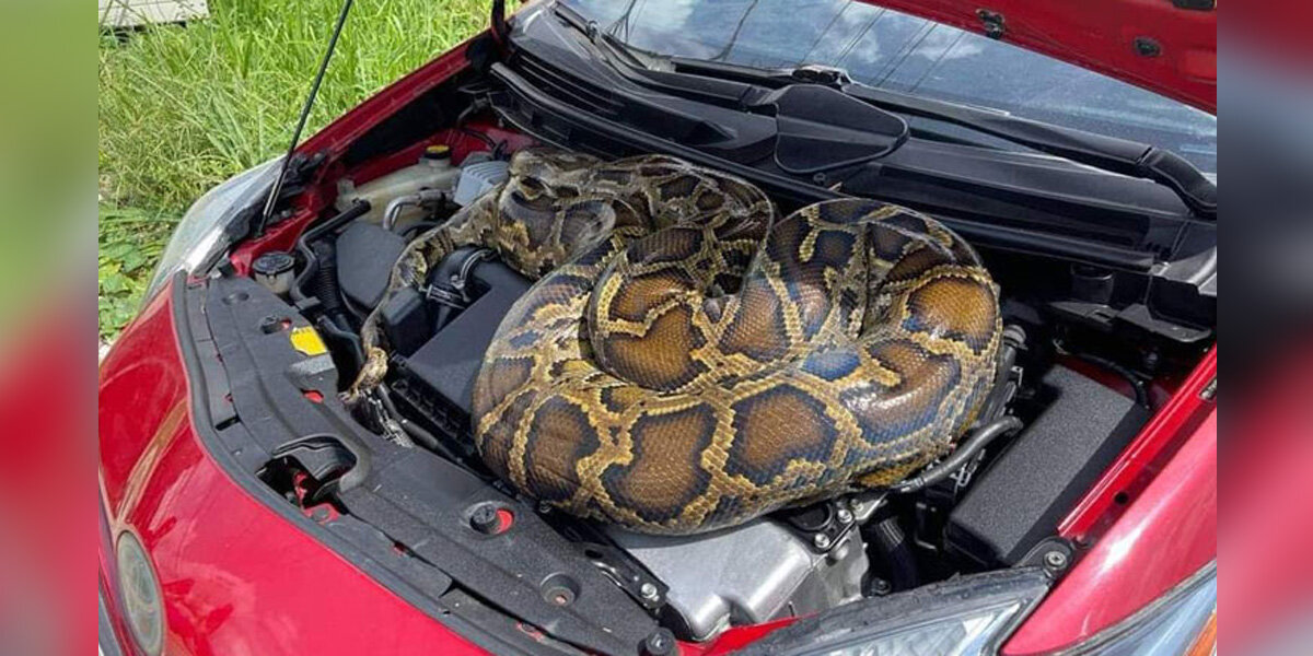 Customer Gets Shock Of A Lifetime After Popping Hood Of Car For Sale ...