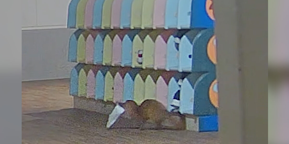 Shoes Kept Disappearing From This Kindergarten — So Cops Set Up A Sting ...