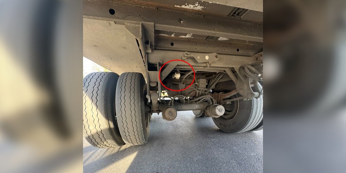 Truck Driver Hears Cry From Beneath Vehicle And Ends Up Making A Friend ...