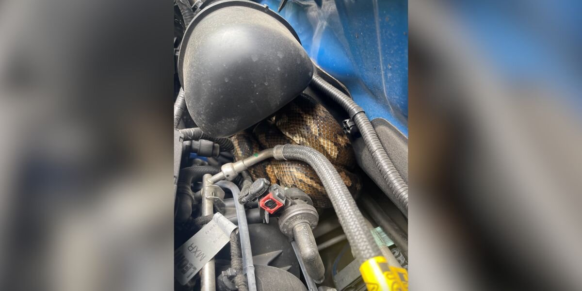 Driver Looks In Car Engine And Finds Someone Enormous Hiding Inside ...