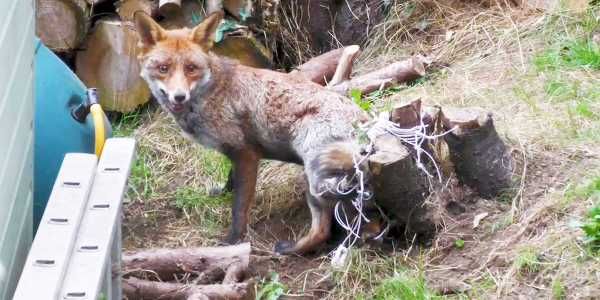 Man Frees Fox Trapped For Four Hours - Videos - The Dodo