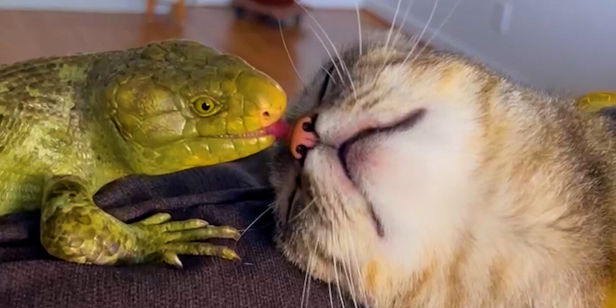 Cat Runs To Greet Her Lizard Brother - Videos - The Dodo