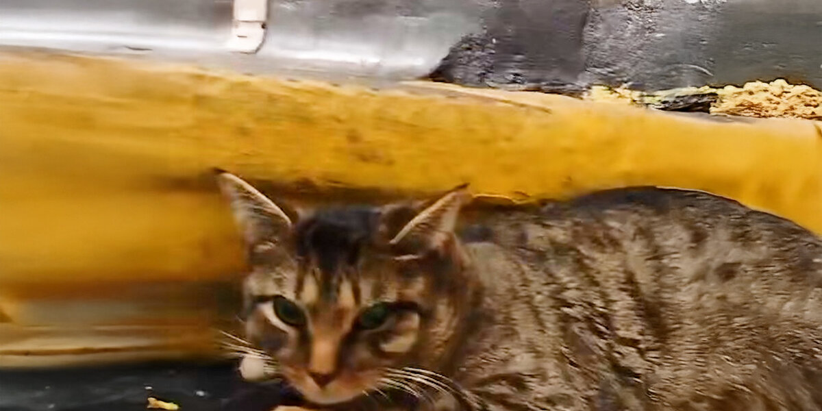 Dumped Cat Is Rescued From NYC Subway - Videos - The Dodo