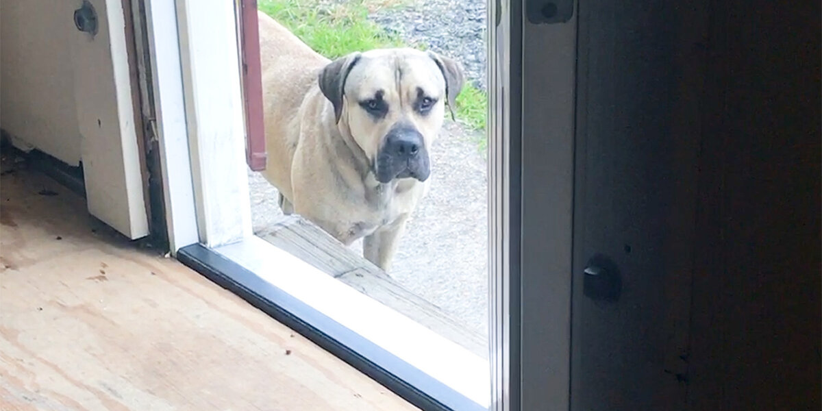 Stray Mastiff Had Never Been Inside - Videos - The Dodo