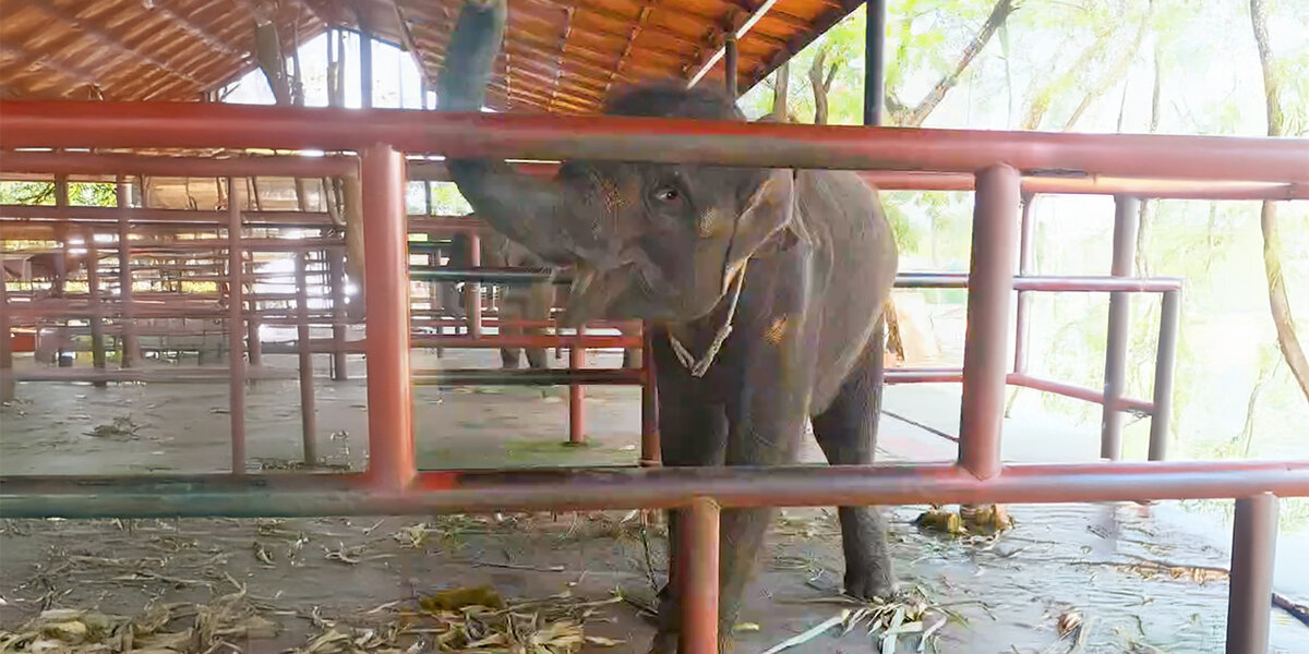 Baby Elephant Forced To Work At A Camp Is Thrilled To Be Freed From ...