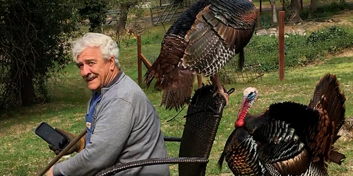 Guy Who Raised Wild Turkeys Won't Leave Him Alone Now - Videos - The Dodo