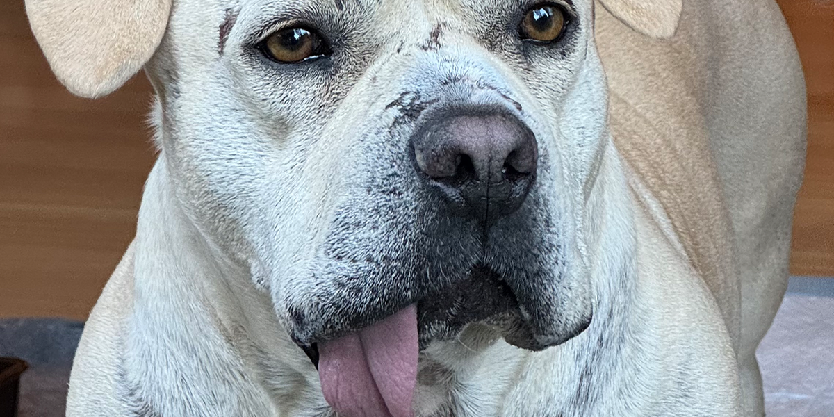 Nobody Wanted This Dog Because Of How He Looked - Videos - The Dodo