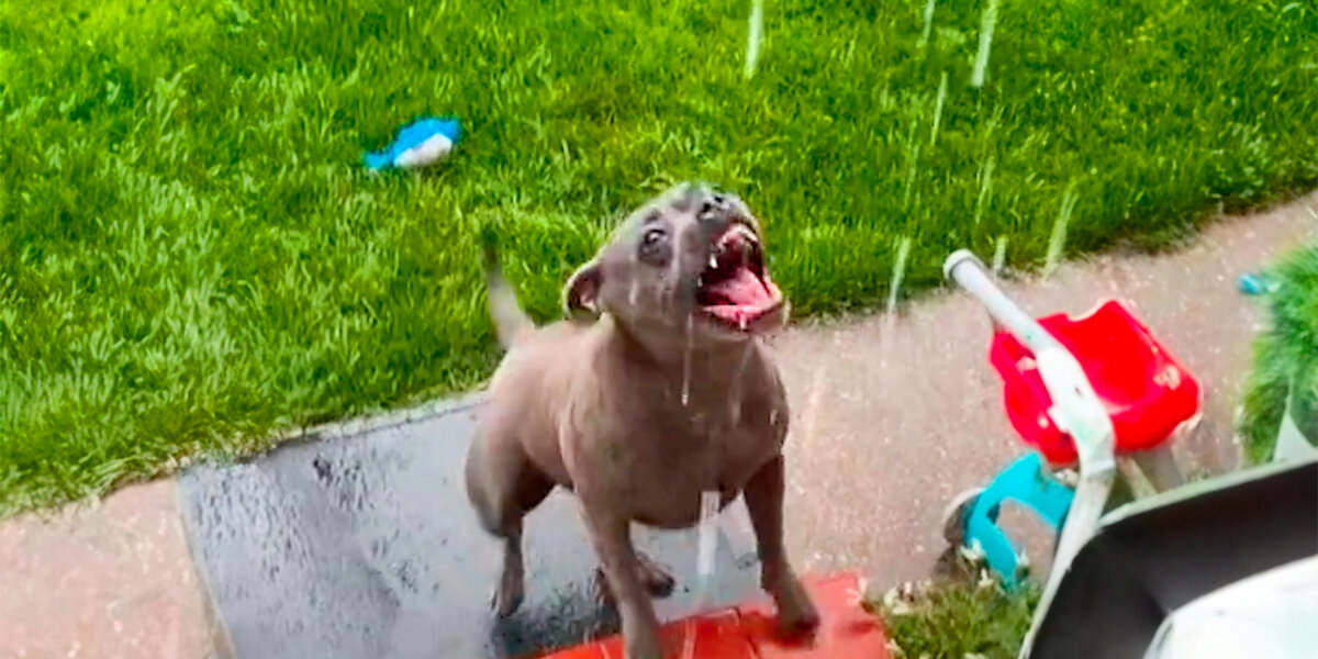Pittie Leaps Out The Door When It Rains - Videos - The Dodo
