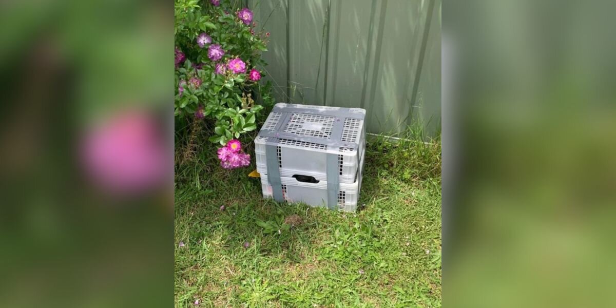 They Squirmed Inside A Duct-Taped Crate, Trying To Make Someone Notice ...