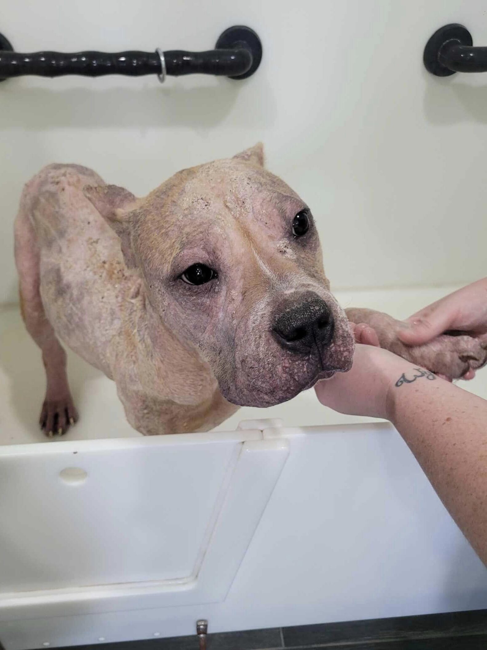 Dog Undergoes ‘Wild’ Transformation From Hairless Stray To The Happiest ...