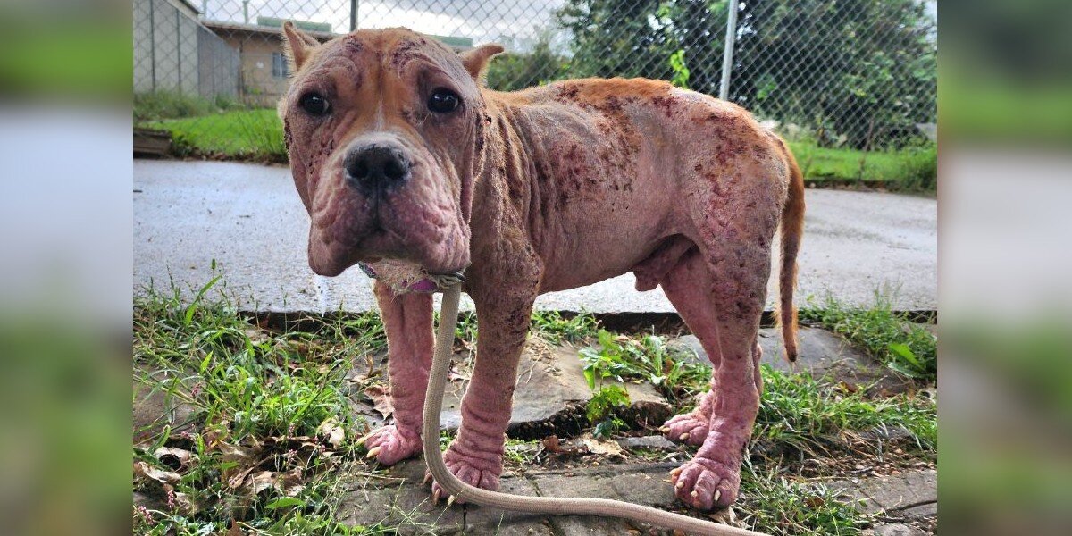Dog Undergoes ‘Wild’ Transformation From Hairless Stray To The Happiest ...