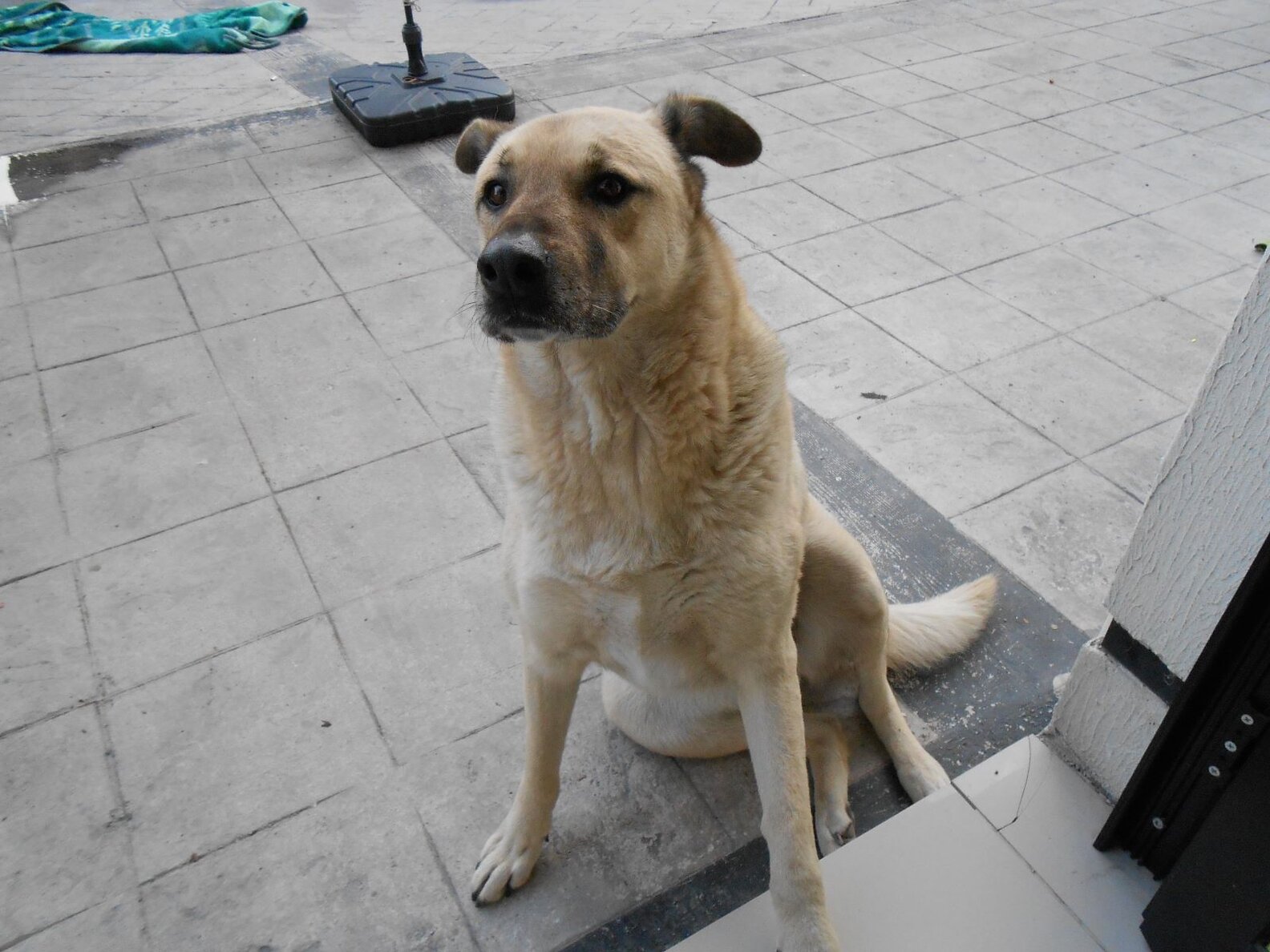Shopkeeper Brought To Tears As Stray Dog He Feeds Brings Him A Gift In ...