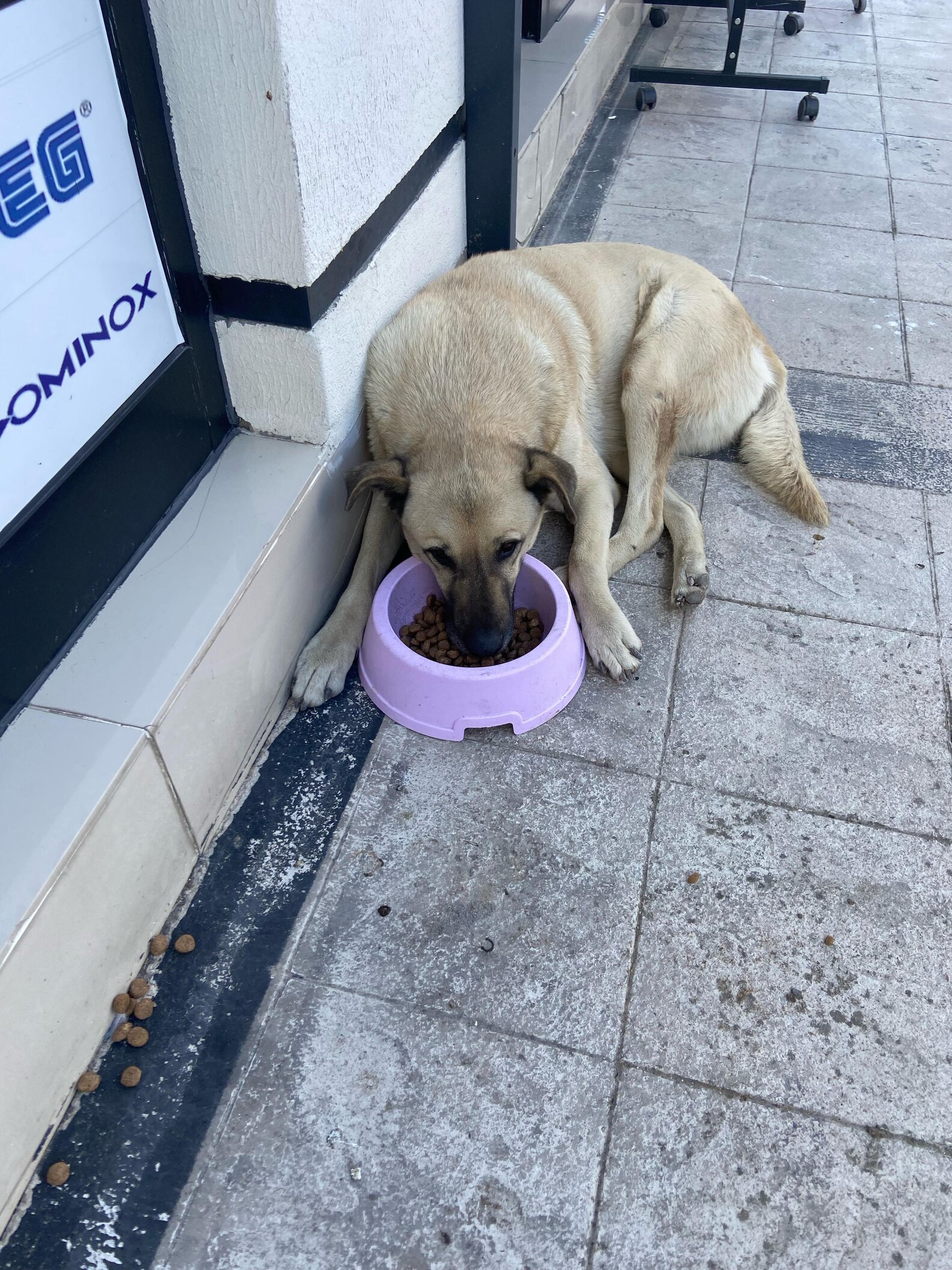 Shopkeeper Brought To Tears As Stray Dog He Feeds Brings Him A Gift In ...