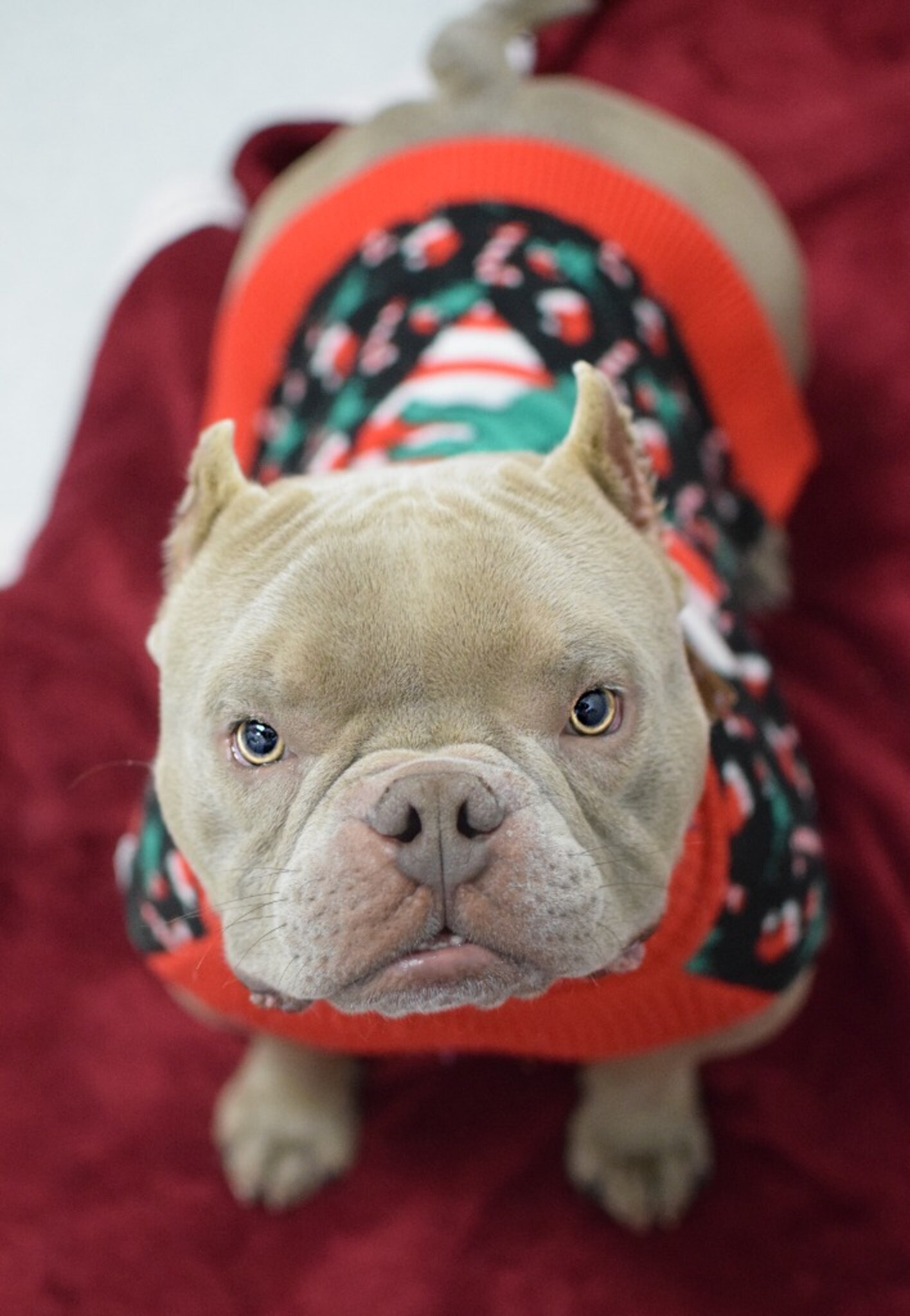 Shelter Dog's Hilarious Battle With Doggy Door Attracts Hundreds Of ...