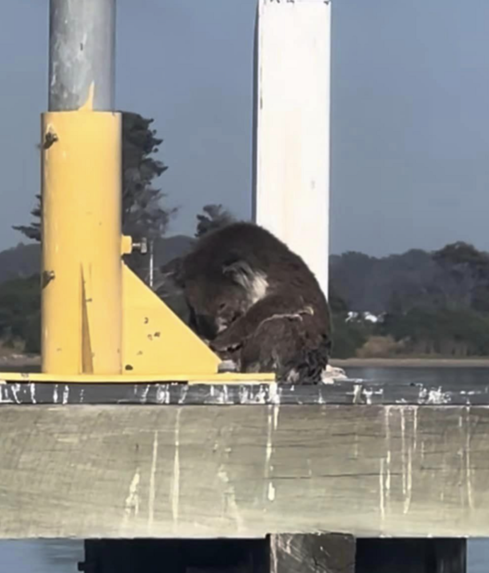 Woman On Morning Walk Spots Ball Of Fuzz Marooned In Middle Of Lake ...