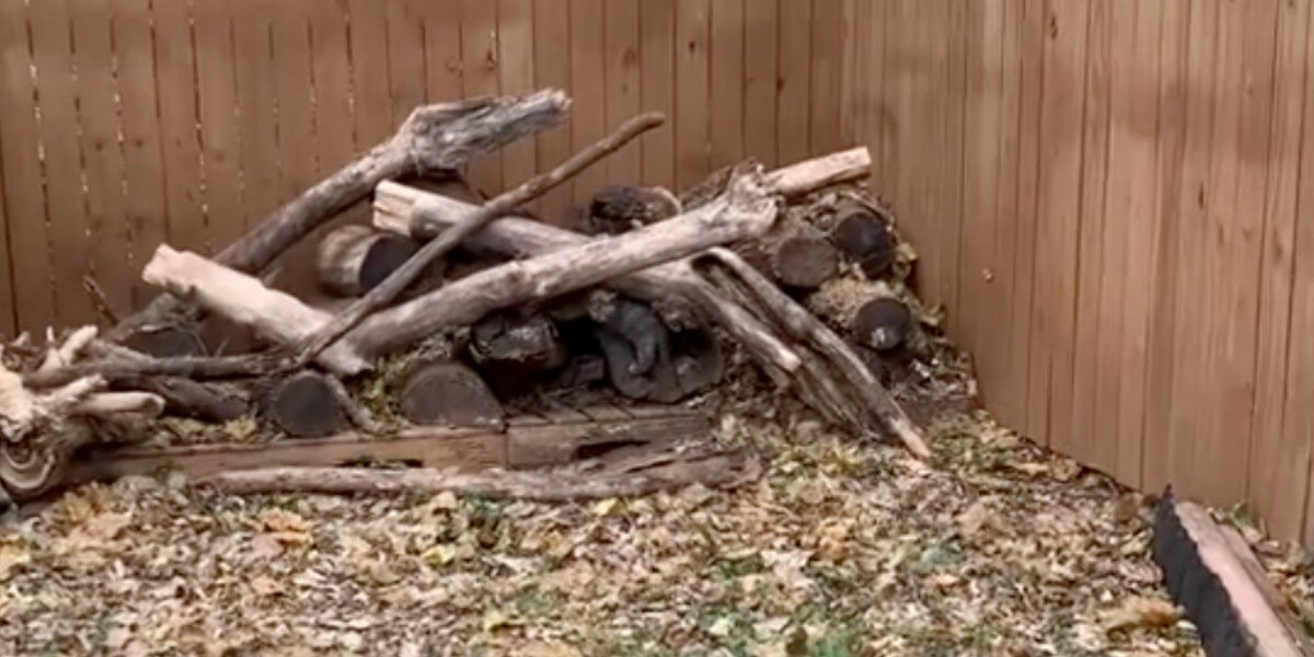 Woman Spots Someone Moving In Wood Pile And Ends Up Finding A Family ...
