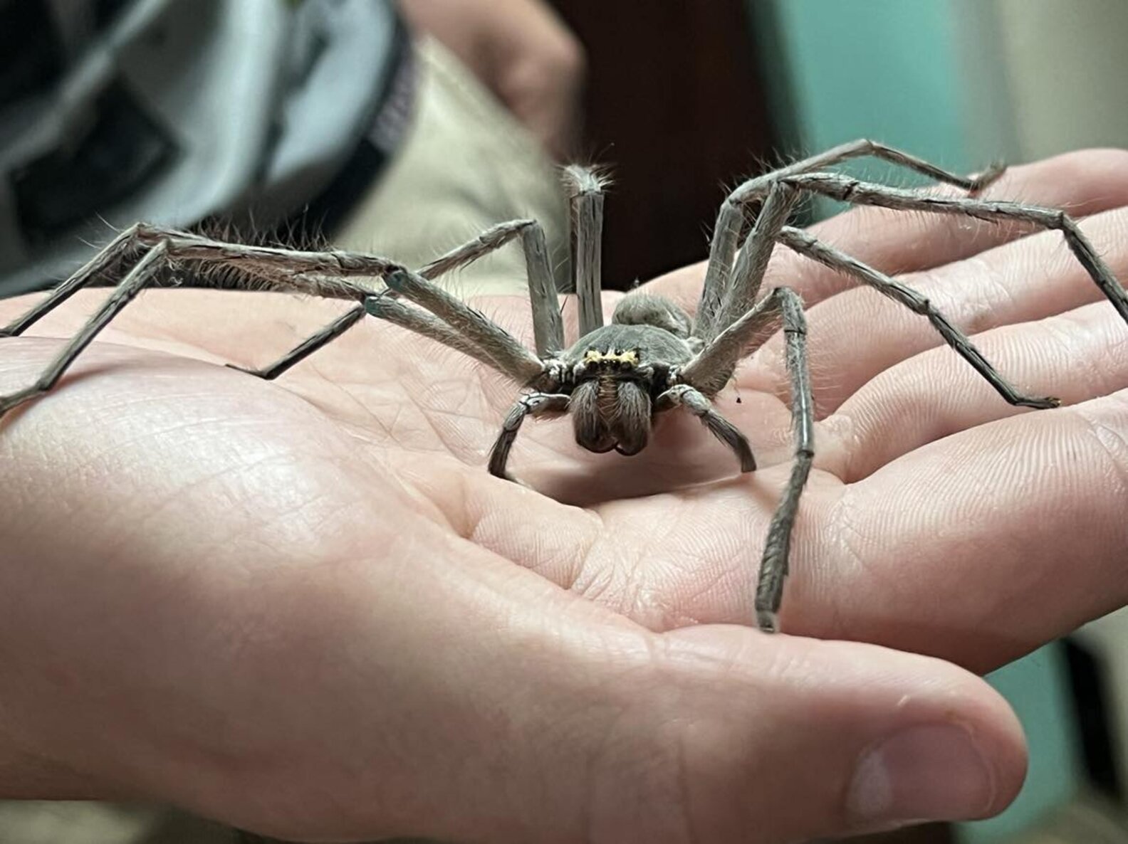 Giant Spider Moves Into Family's Home And Acts Like She Owns The Place ...