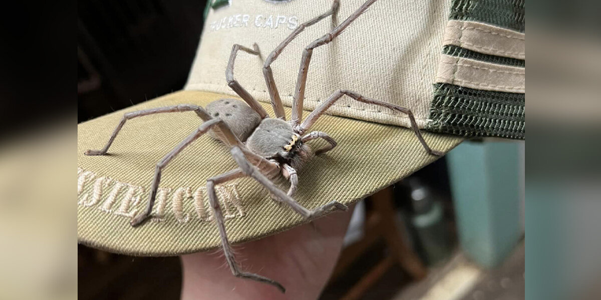 Giant Huntsman Spider Documentary