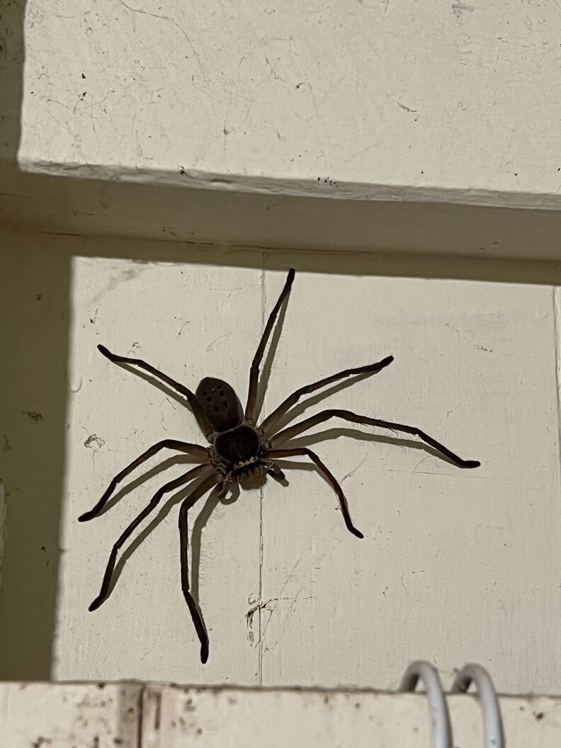 Giant Spider Moves Into Family's Home And Acts Like She Owns The Place ...
