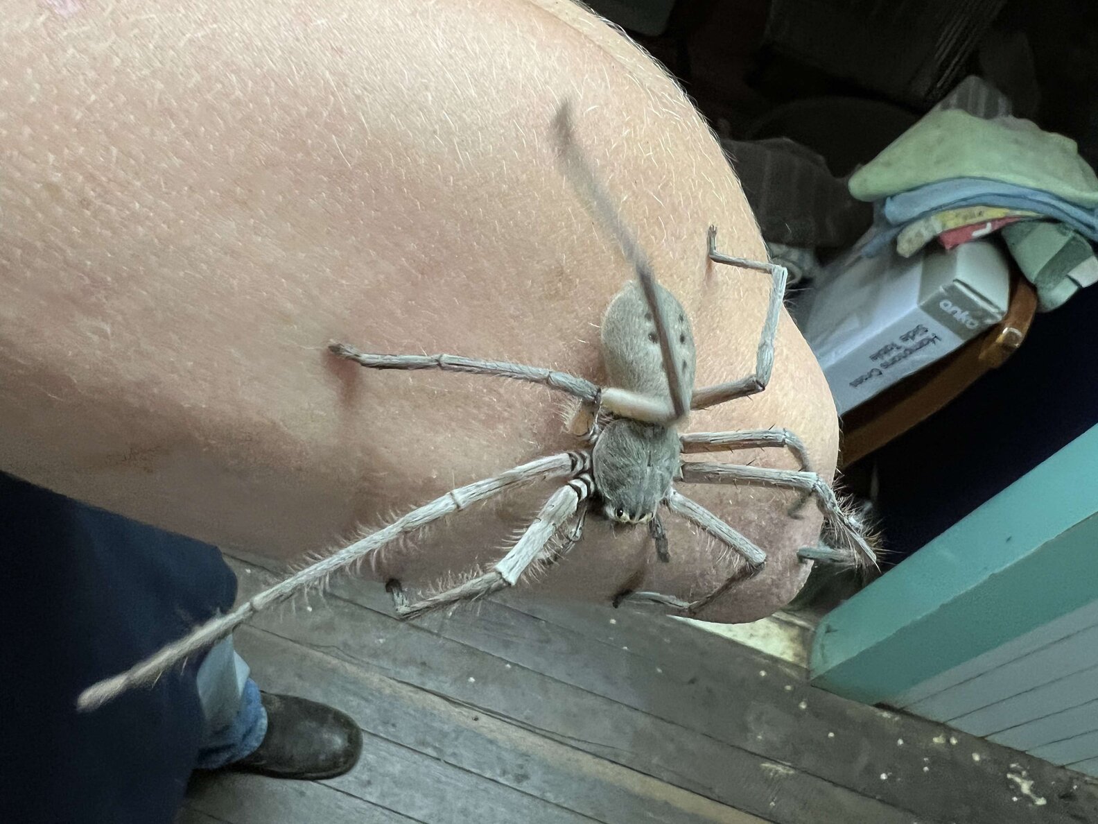 Giant Spider Moves Into Family's Home And Acts Like She Owns The Place ...