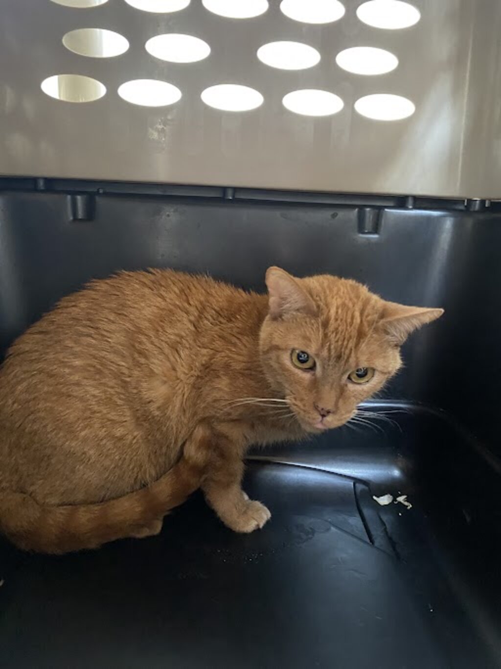 Cat Who Spent 12 Years In Testing Lab Finally Gets Her Very Own Name ...