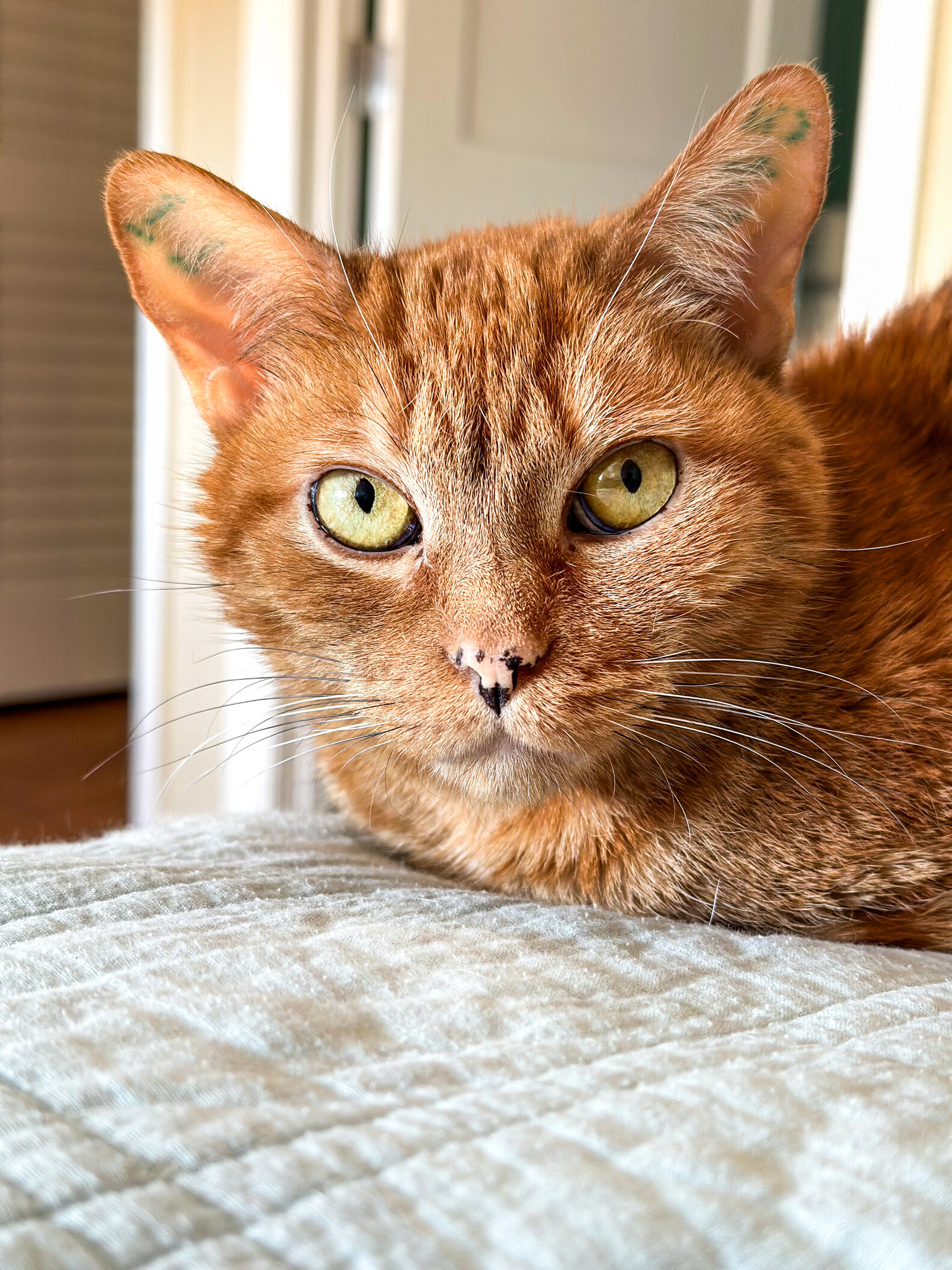 Cat Who Spent 12 Years In Testing Lab Finally Gets Her Very Own Name ...