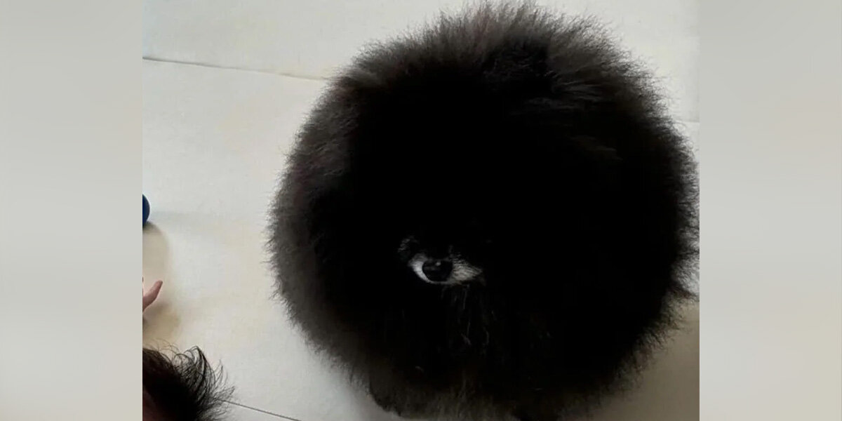 One-Eyed Orb Creature Isn't What She Seems - The Dodo