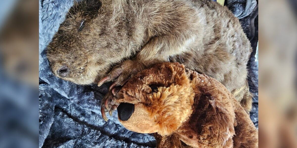 Rescued Beaver Cuddles Her Favorite Stuffed Animals To Sleep - The Dodo