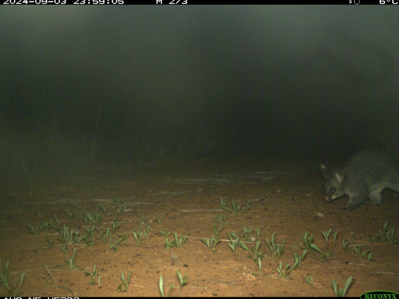Scientists Check Hidden Cam And Spot Someone They Haven't Seen In A ...