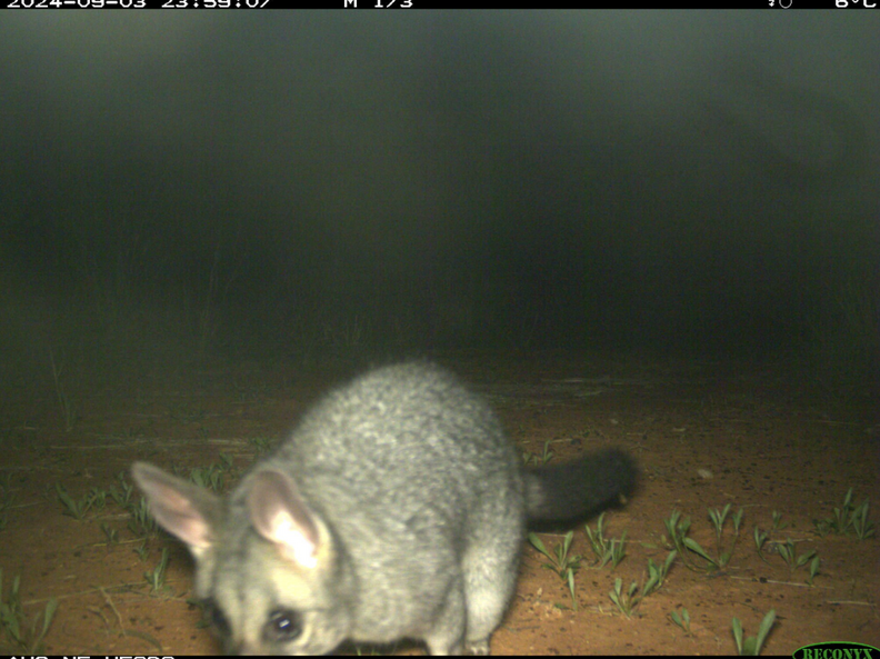 Scientists Check Hidden Cam And Spot Someone They Haven't Seen In A ...