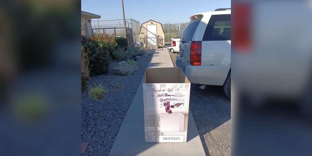 People Look Inside Cardboard Box And Find So Many Babies Waiting For ...