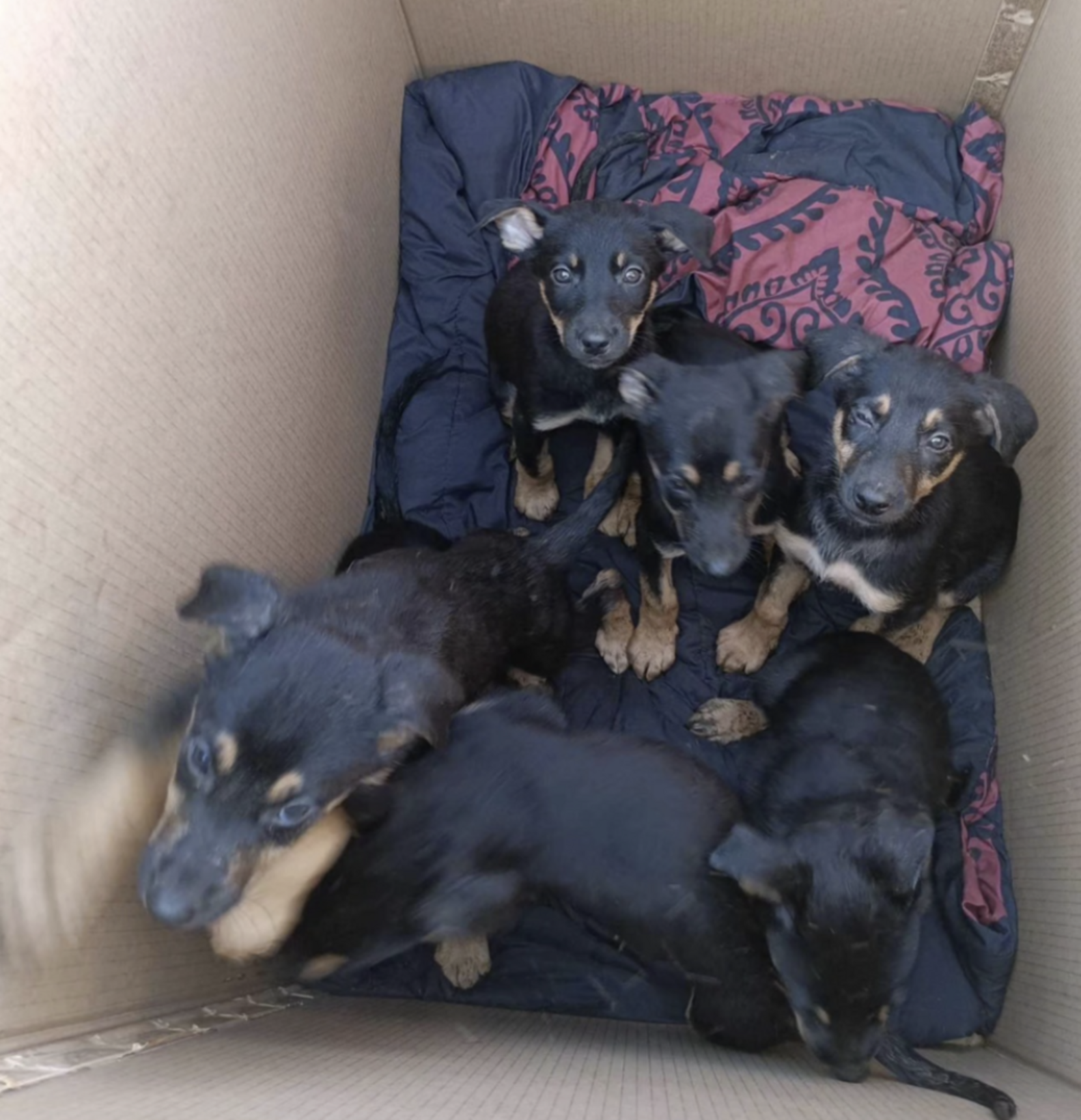 People Look Inside Cardboard Box And Find So Many Babies Waiting For ...