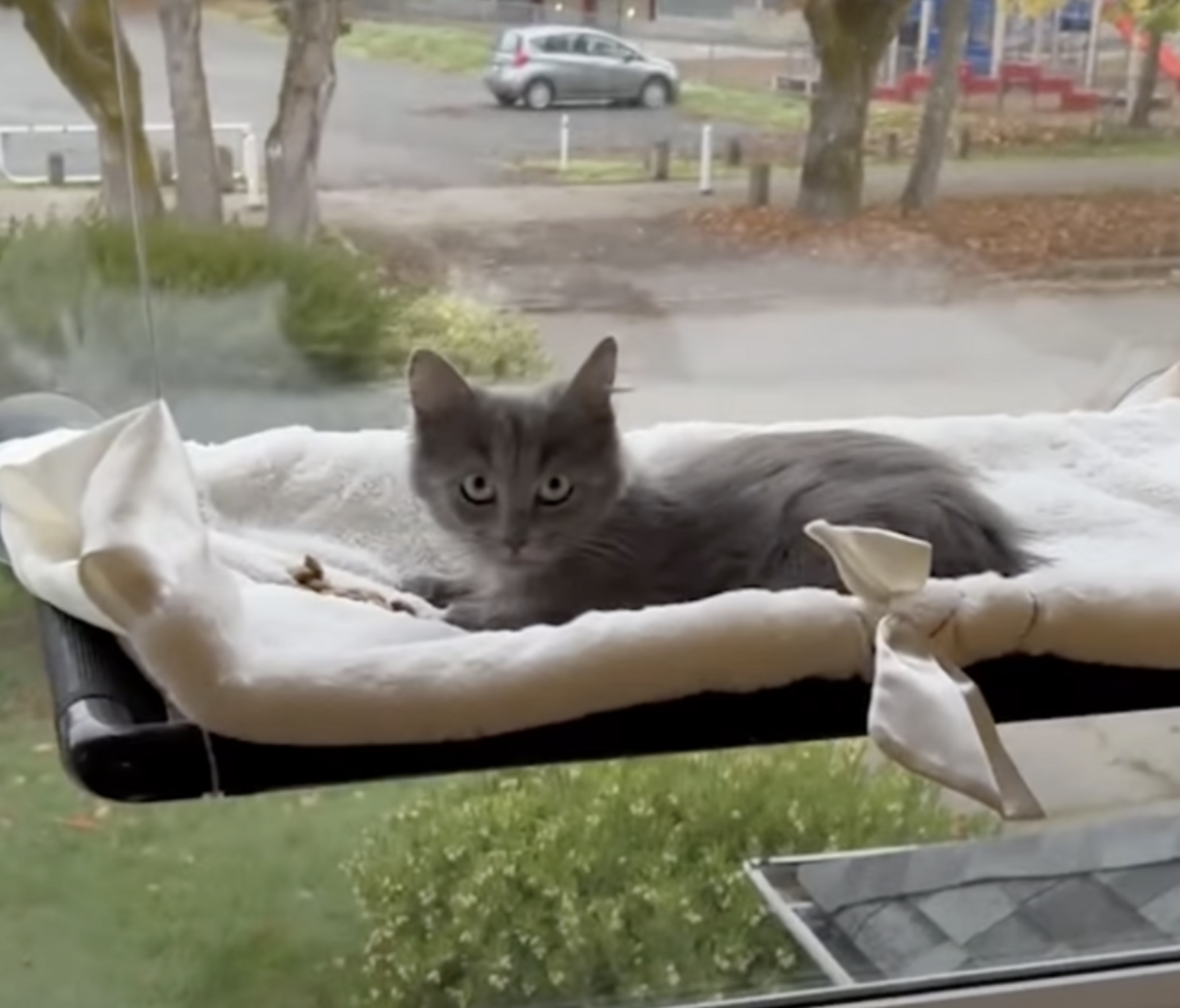 Man Spots Gray Lump In Garden And Ends Up Saving His New Best Friend ...