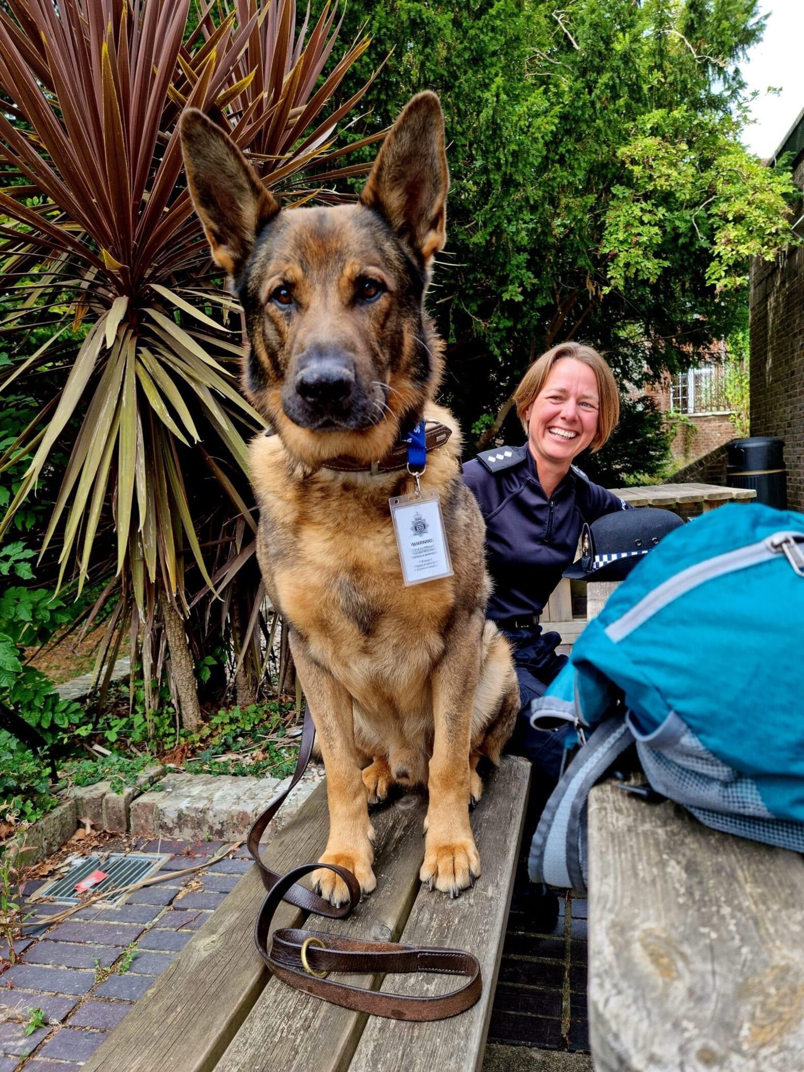 Retired Police Dog Goes On Quick Walk And Ends Up Saving A Missing ...